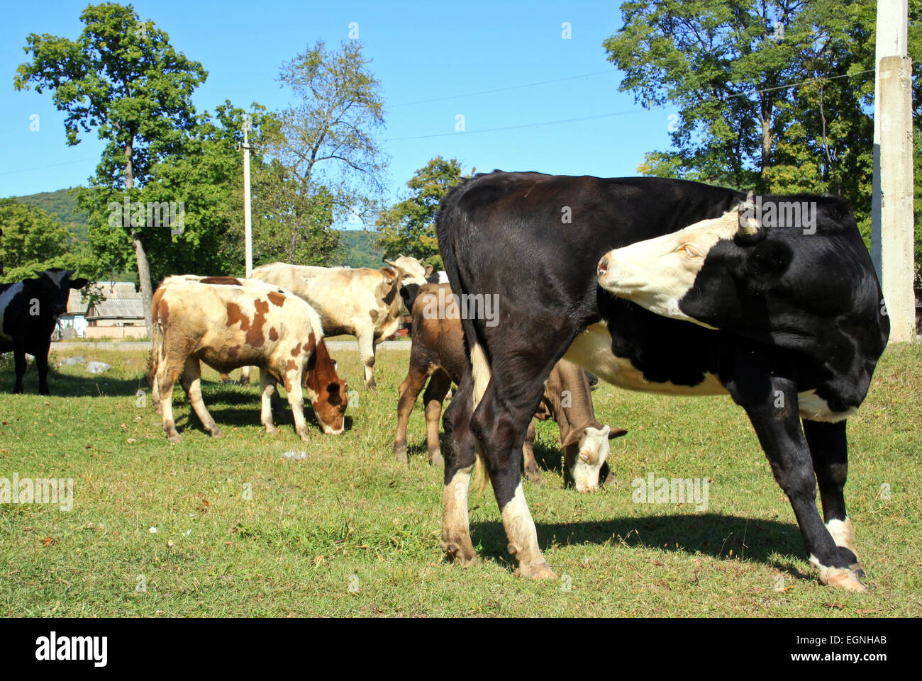 Eat a grass hi-res stock photography and images - Alamy