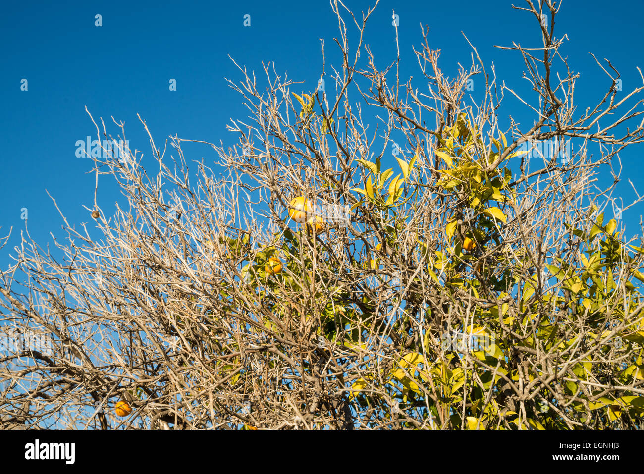 Aftermath of severe frost on a citrus tree Stock Photo - Alamy