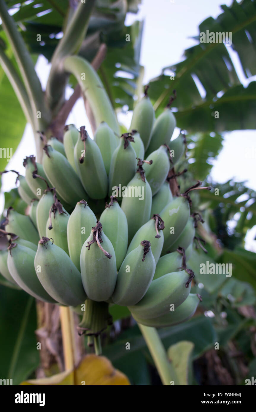 banana tree with banana Stock Photo - Alamy