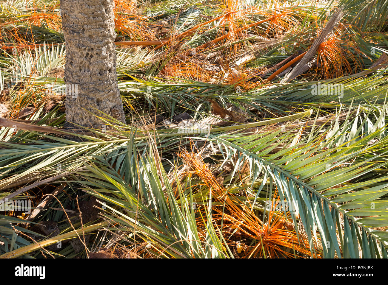 Pruned palm tree frond around the tree trunk Stock Photo - Alamy