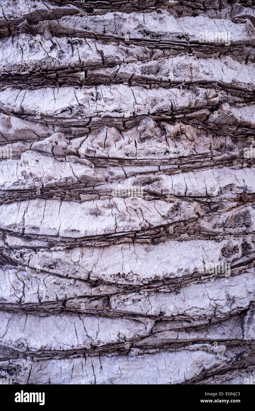 Full frame take of the layered trunk of a palm tree Stock Photo - Alamy
