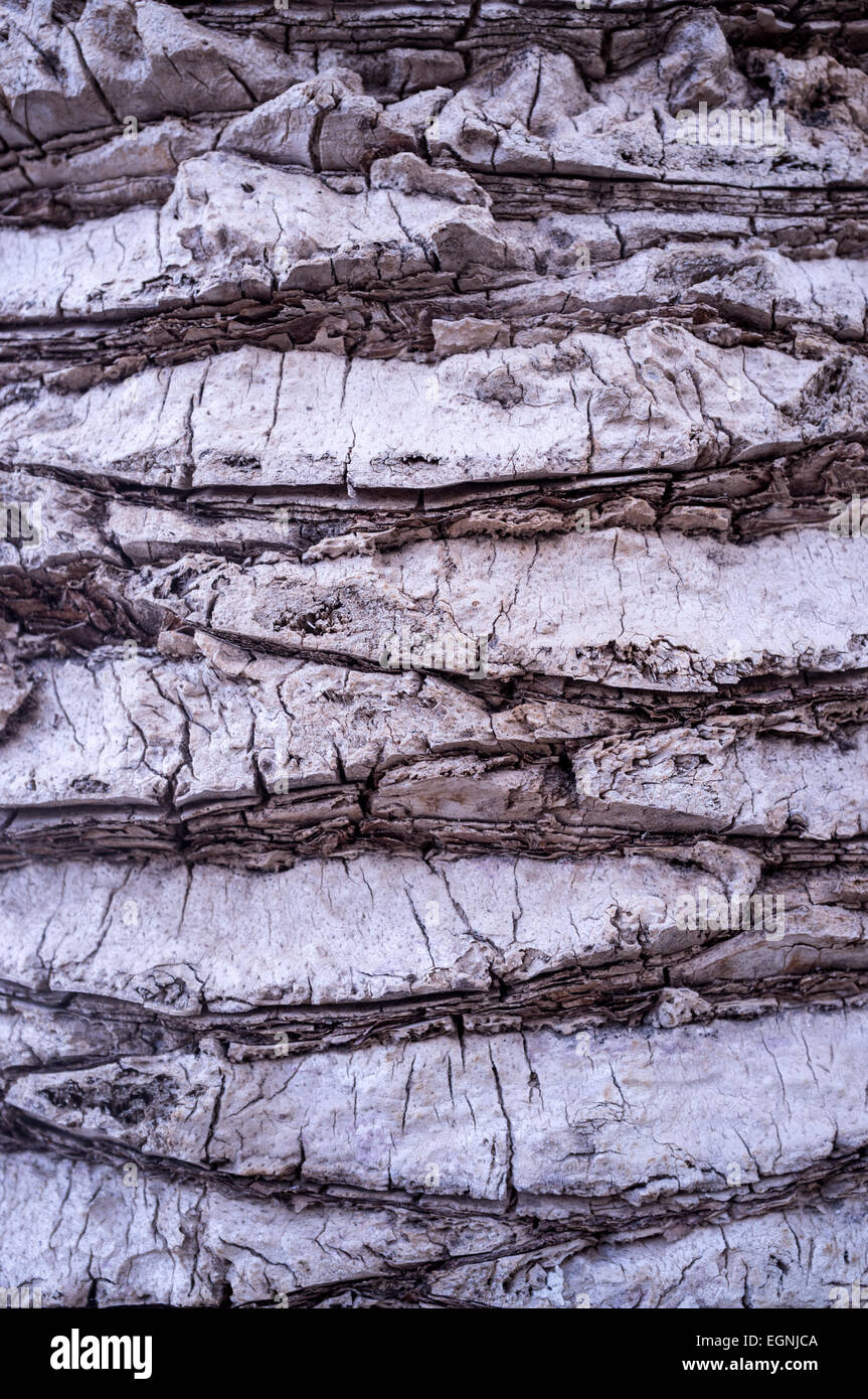 Full frame take of the layered trunk of a palm tree Stock Photo - Alamy