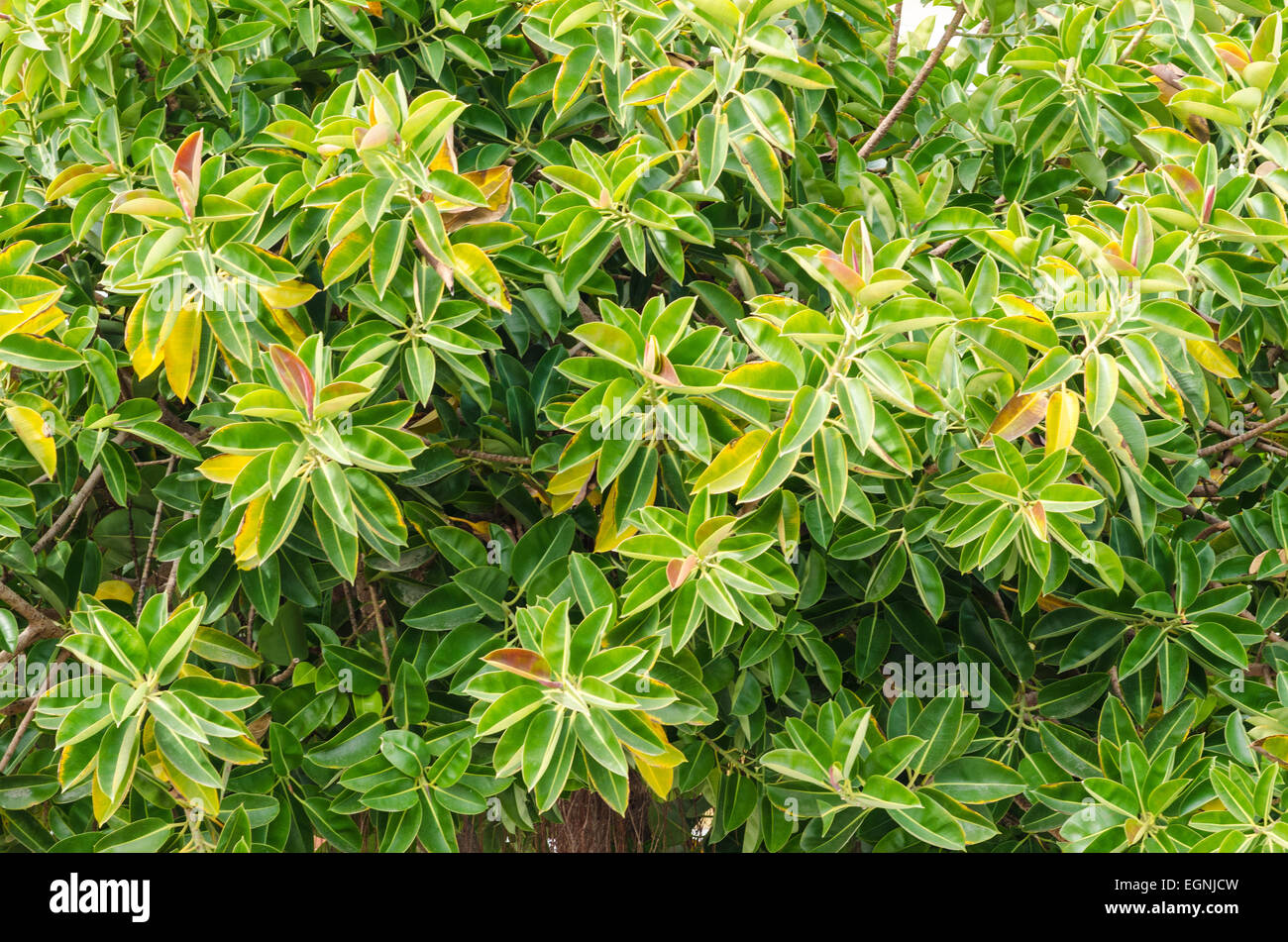 Full frame take of a lush rubber plant Stock Photo - Alamy
