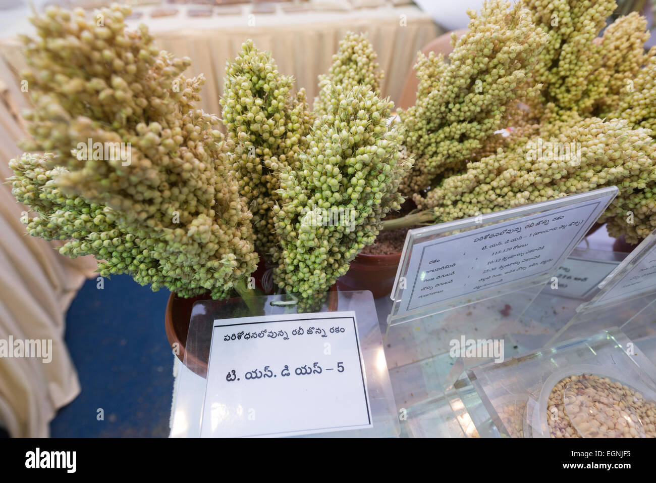 Millets on display at a Millet festival Stock Photo - Alamy