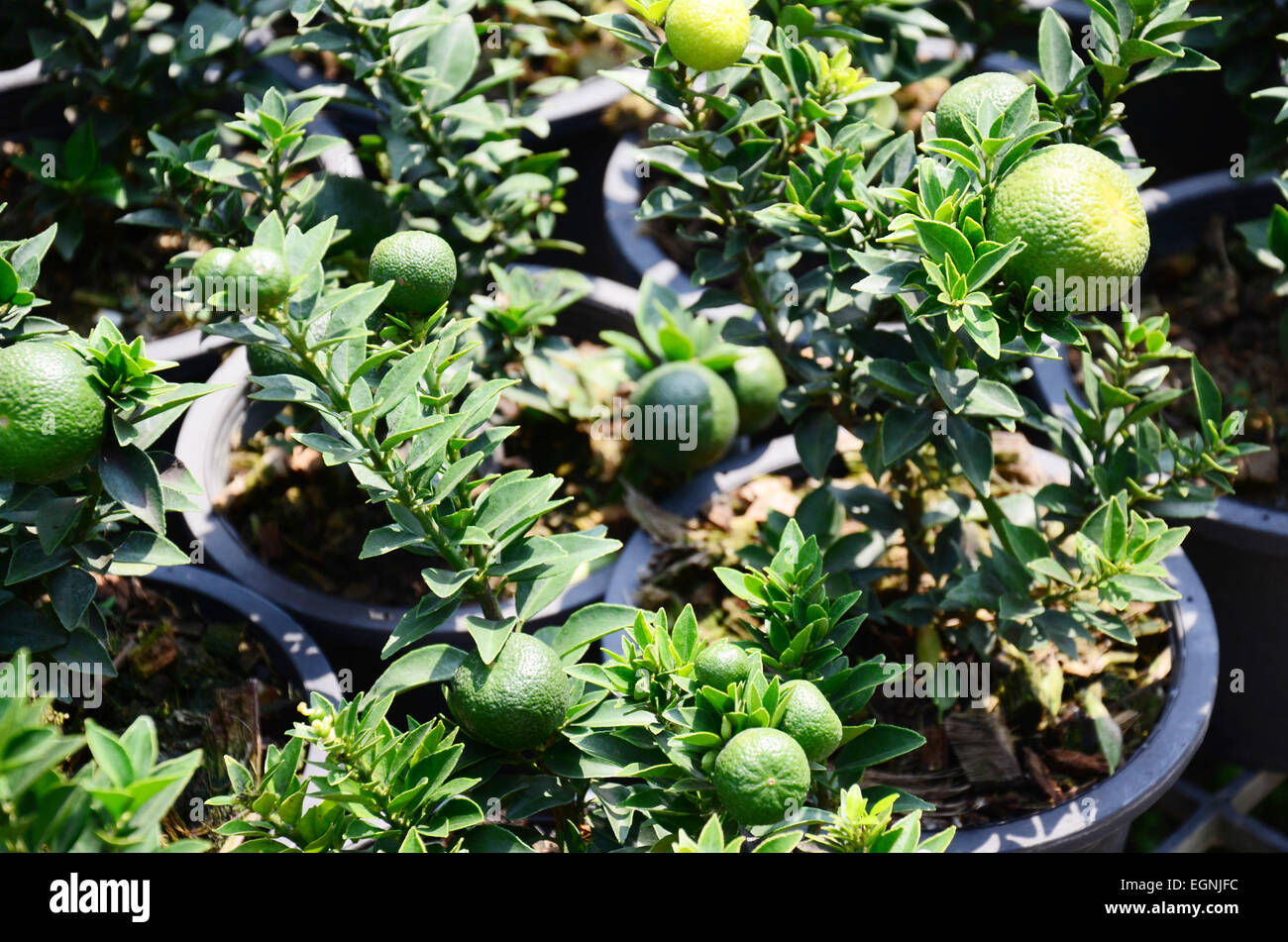 The Key lime plant in the garden Thailand Stock Photo - Alamy