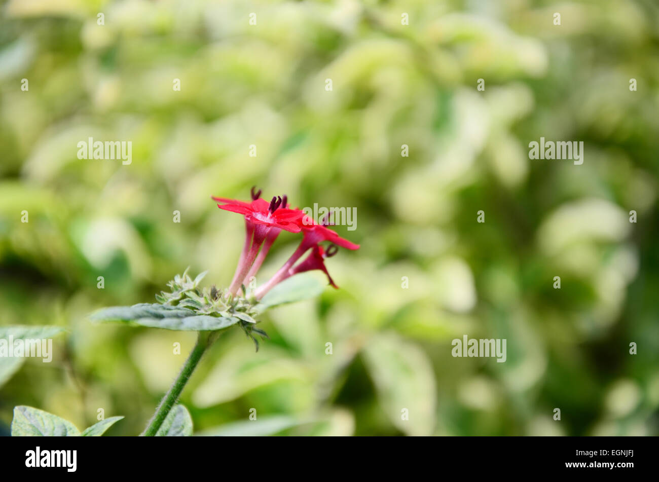 Red flowers in the garden Stock Photo - Alamy