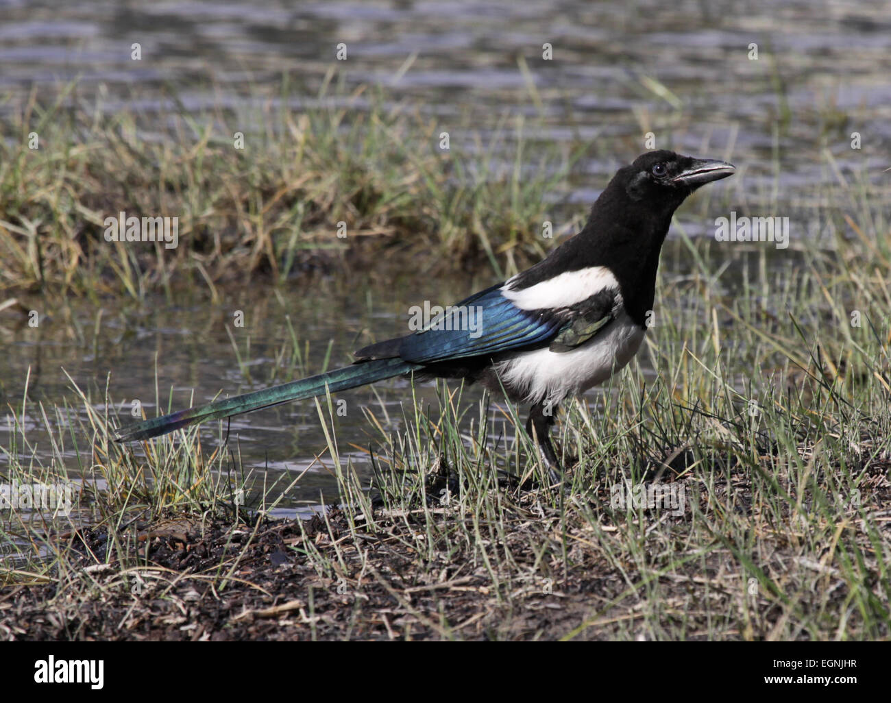 Magpie river hi-res stock photography and images - Alamy