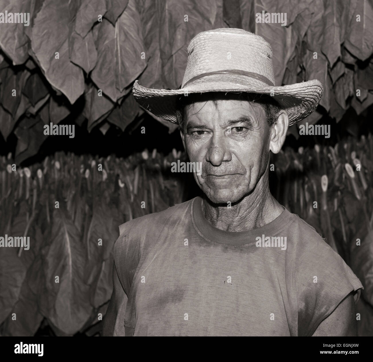 Tobacco cigar hi-res stock photography and images - Alamy