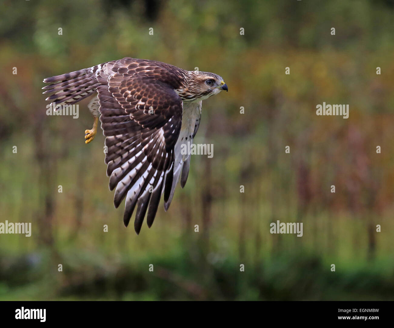 Flying Broad-winged Hawk Stock Photo - Alamy