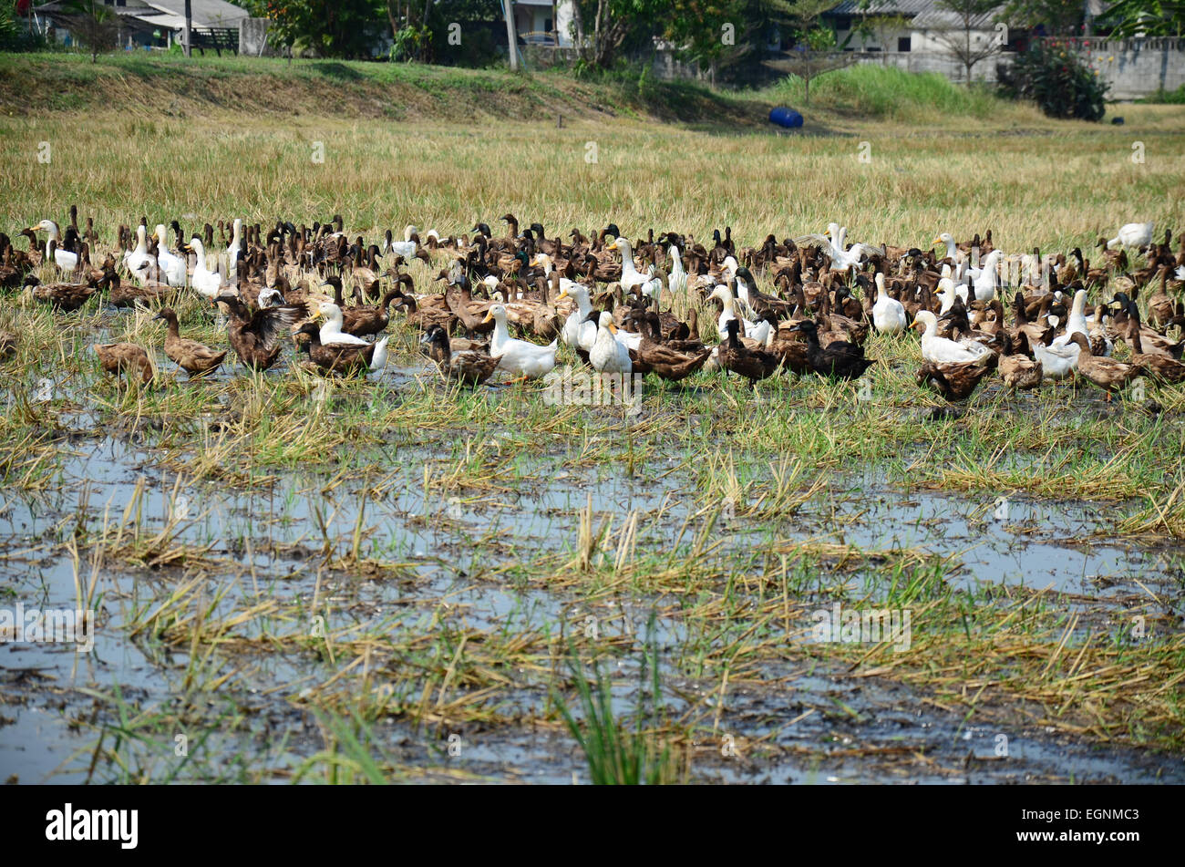 Duck Chase Field Mob in Nonthaburi, Thailand Stock Photo - Alamy