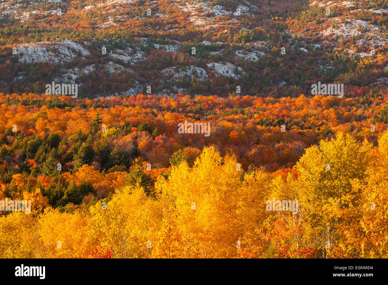 Spectacular fall colours with a White Quartzite mountain in the ...
