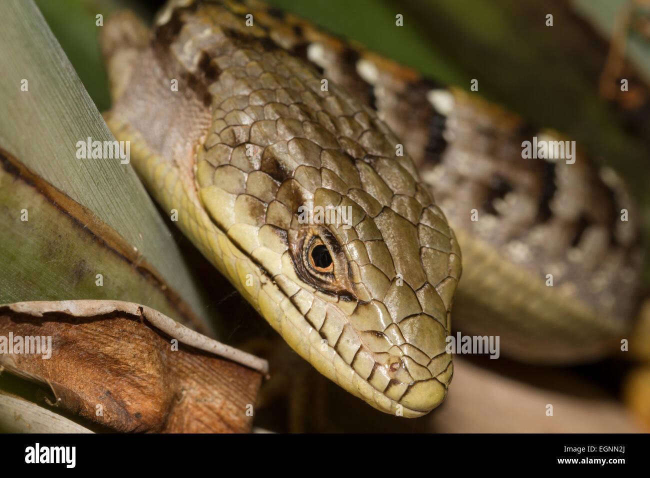 Lizard hiding in a grouping of plant branches Stock Photo - Alamy
