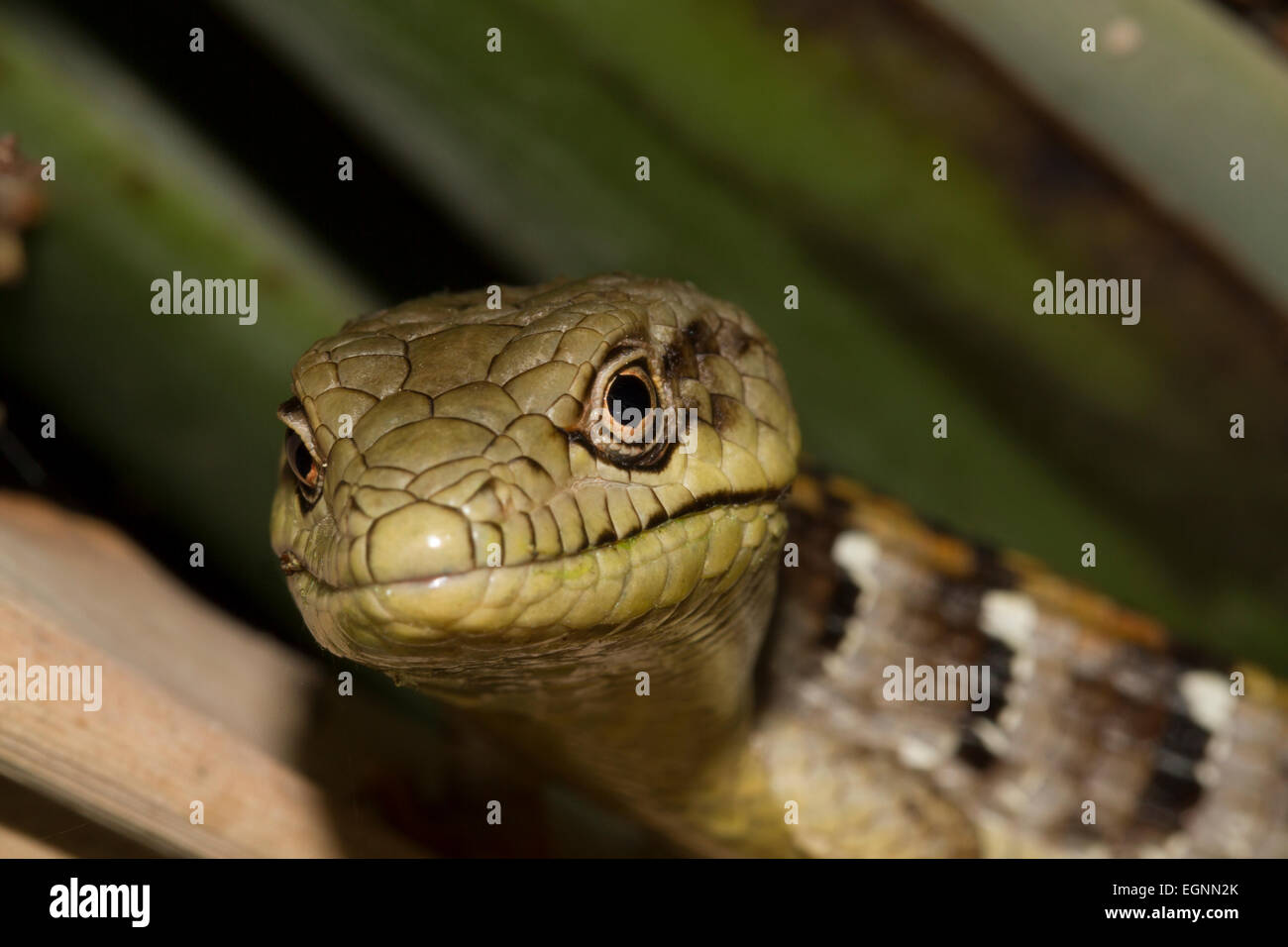 Lizard hiding in a grouping of plant branches Stock Photo - Alamy