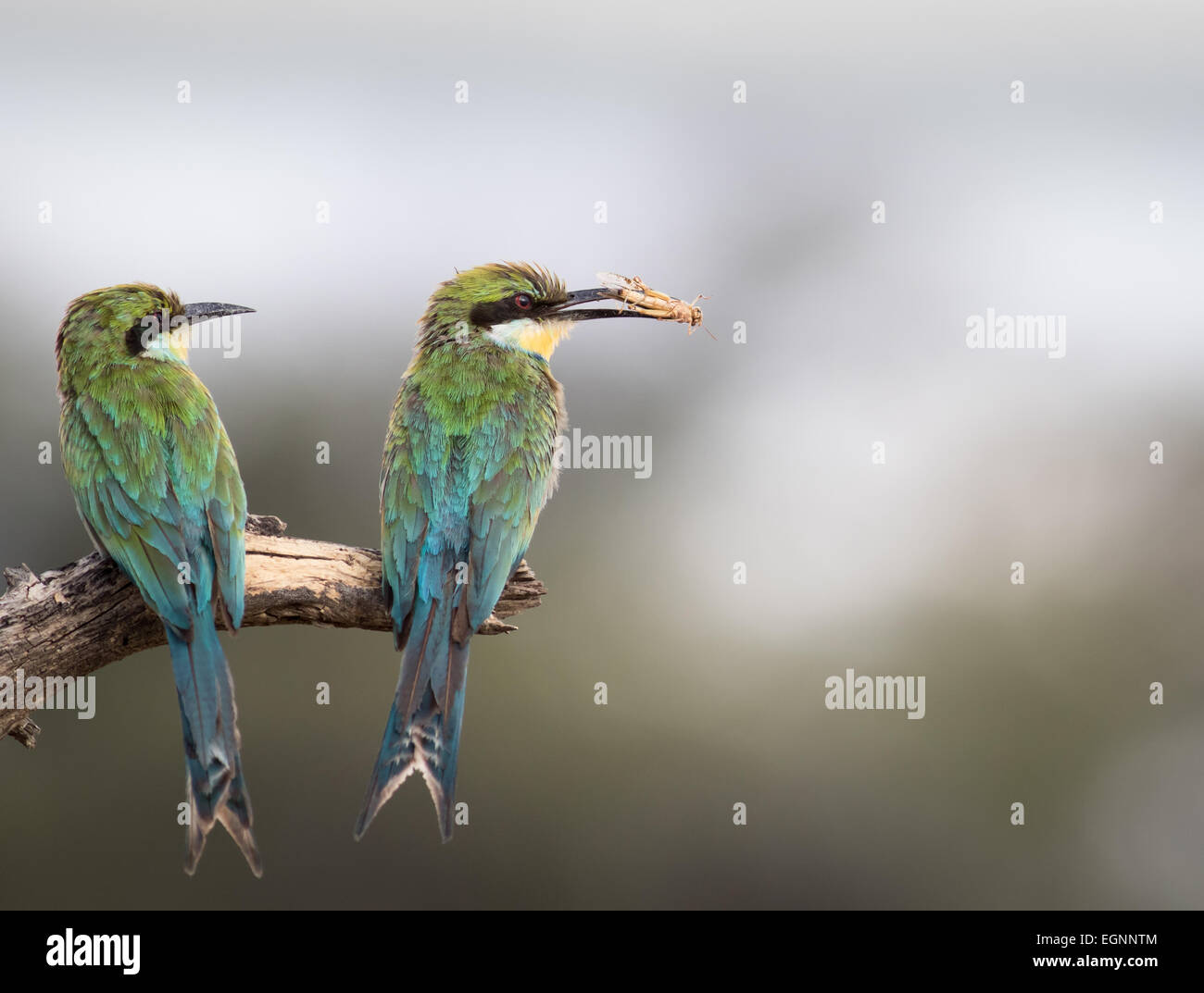 Swallow Tailed Bee-eater eating a grass hopper Stock Photo - Alamy