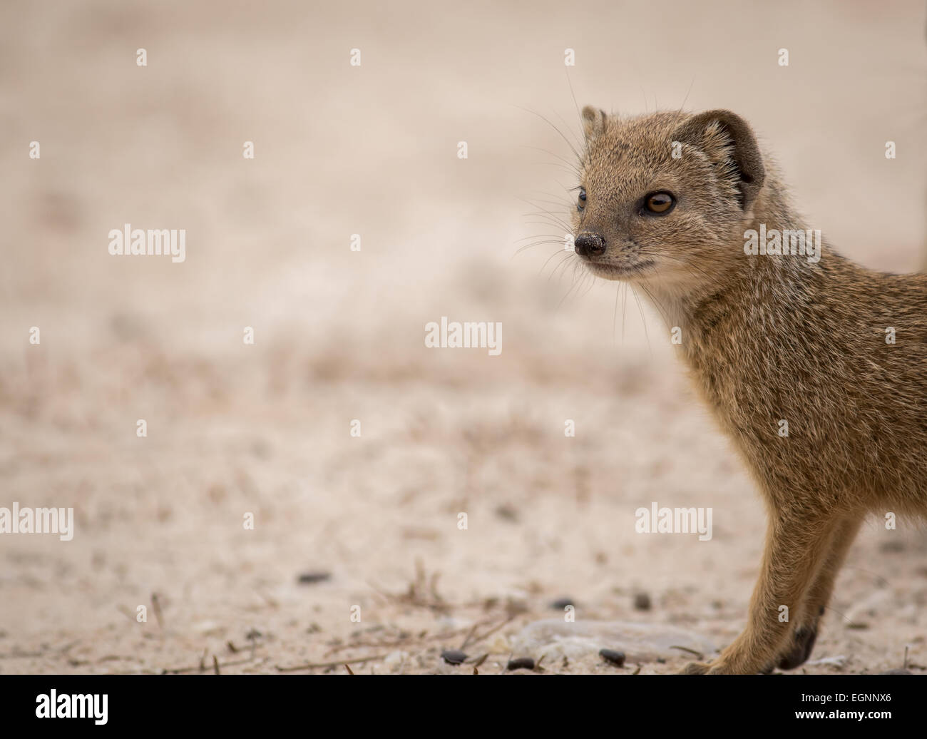 Mongoose Close up Stock Photo - Alamy