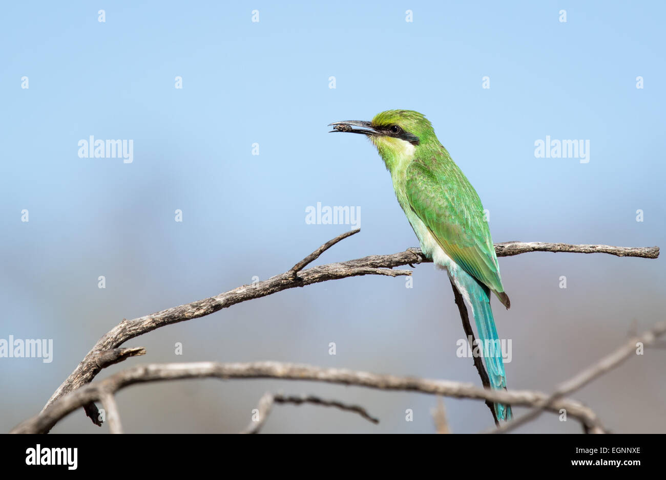 Swallow tailed bee-eater with insect in its mouth Stock Photo - Alamy