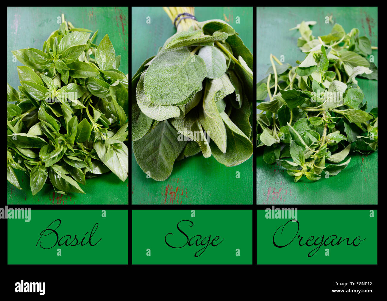 Collage of three fresh kitchen and food preparation herbs, basil, sage ...