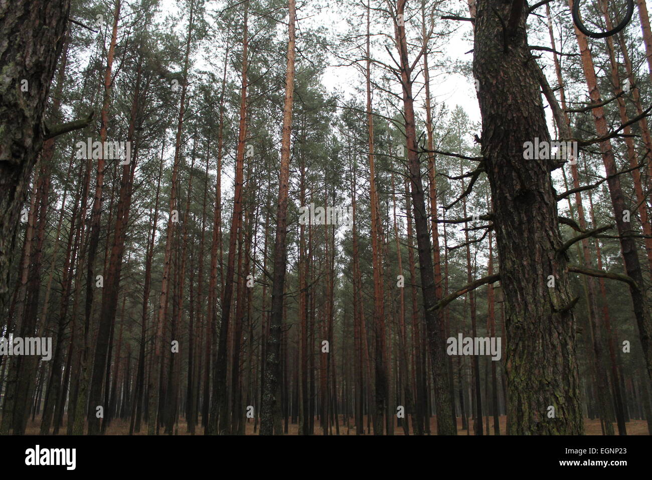 beautiful spring forest high grow into pale sky Stock Photo - Alamy
