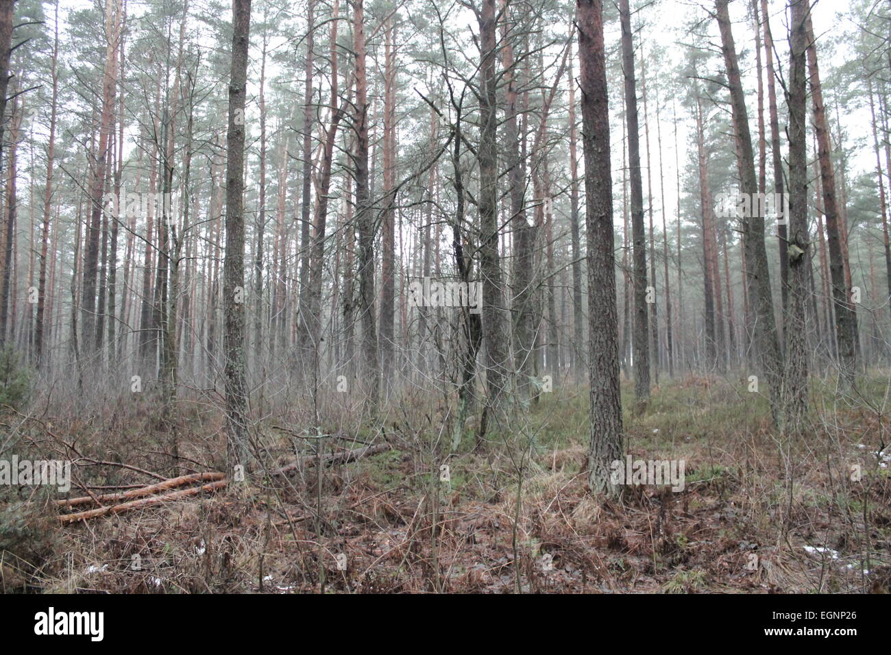 gray spring swamp with pine trees growing in Stock Photo - Alamy