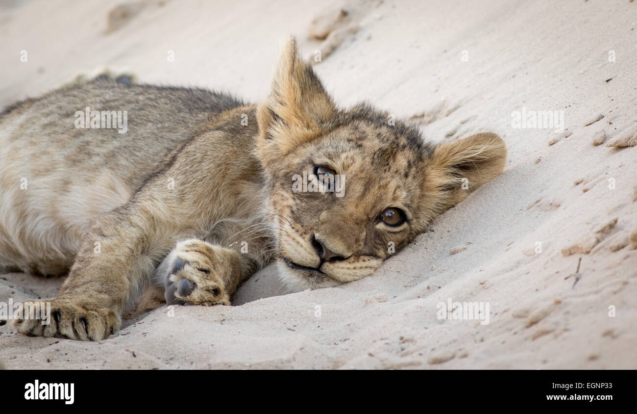 Young Lion cub resting Stock Photo - Alamy