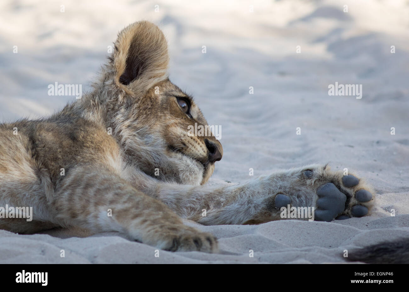Young Lion cub resting Stock Photo - Alamy