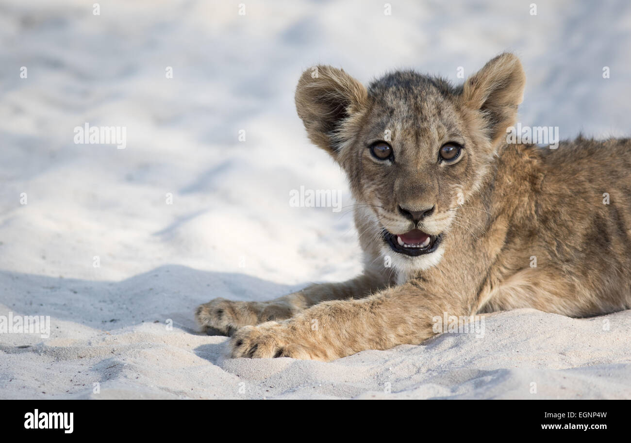 Young Lion cub resting Stock Photo - Alamy
