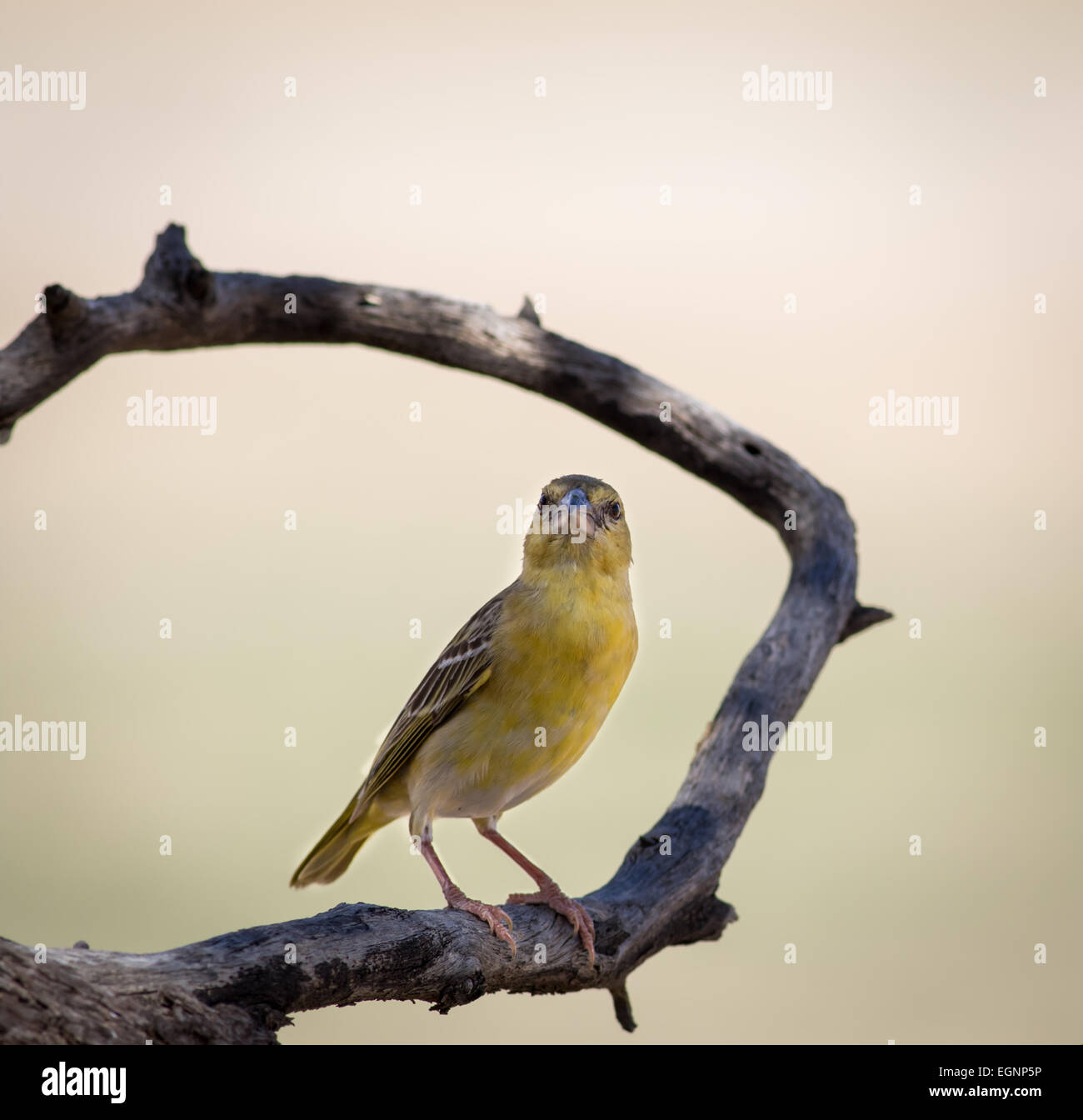 Female masked hi-res stock photography and images - Alamy