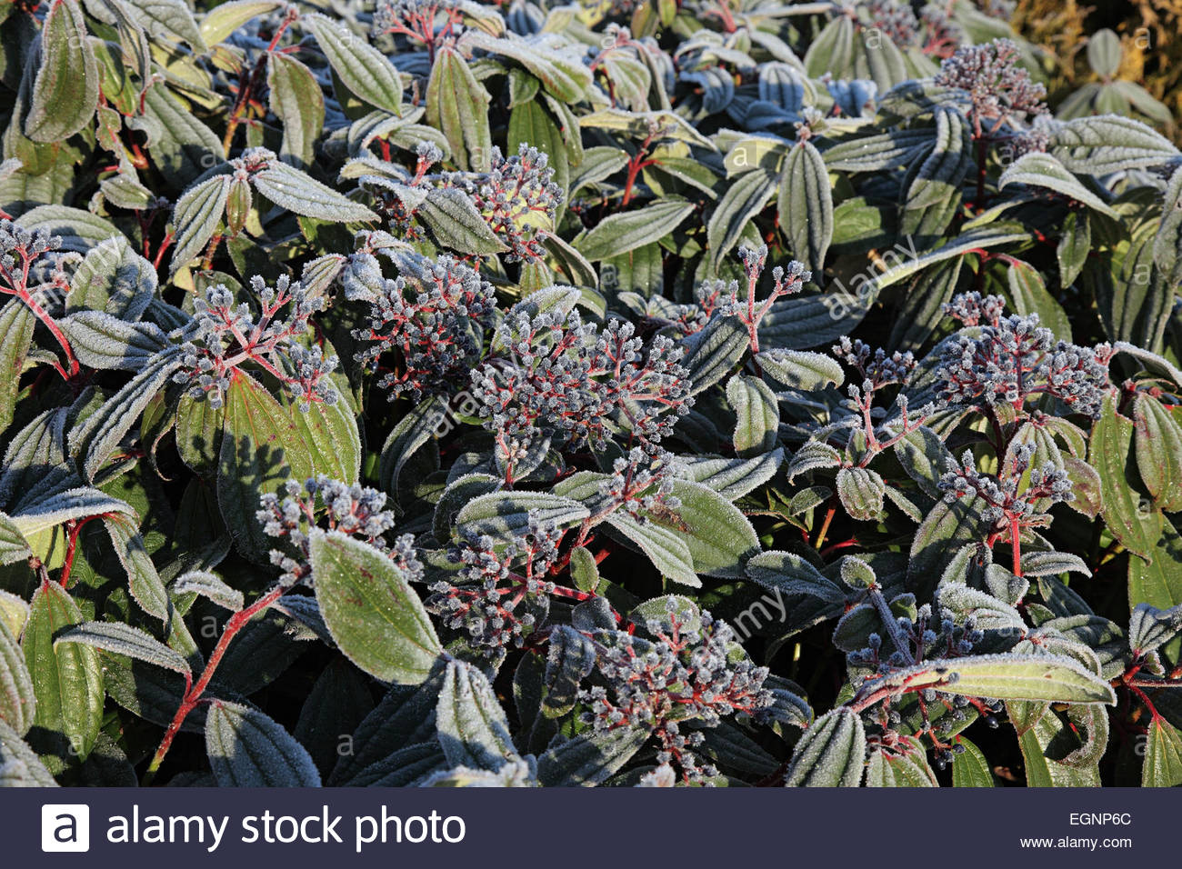 Viburnum Davidii Stock Photos & Viburnum Davidii Stock Images - Alamy