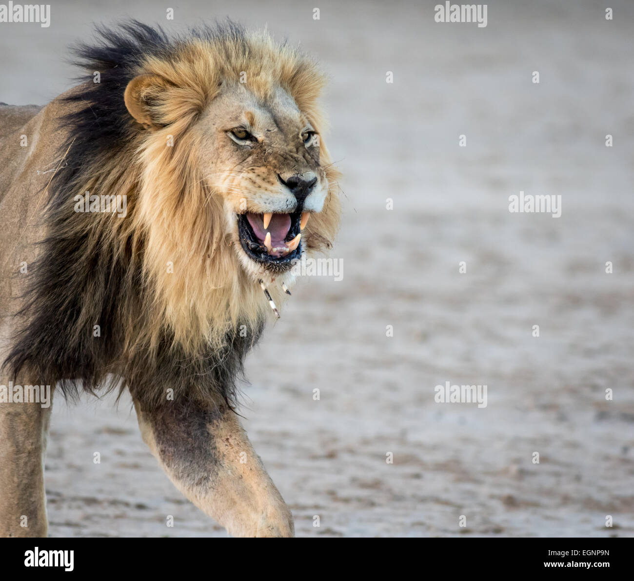 Injured lion hi-res stock photography and images - Alamy