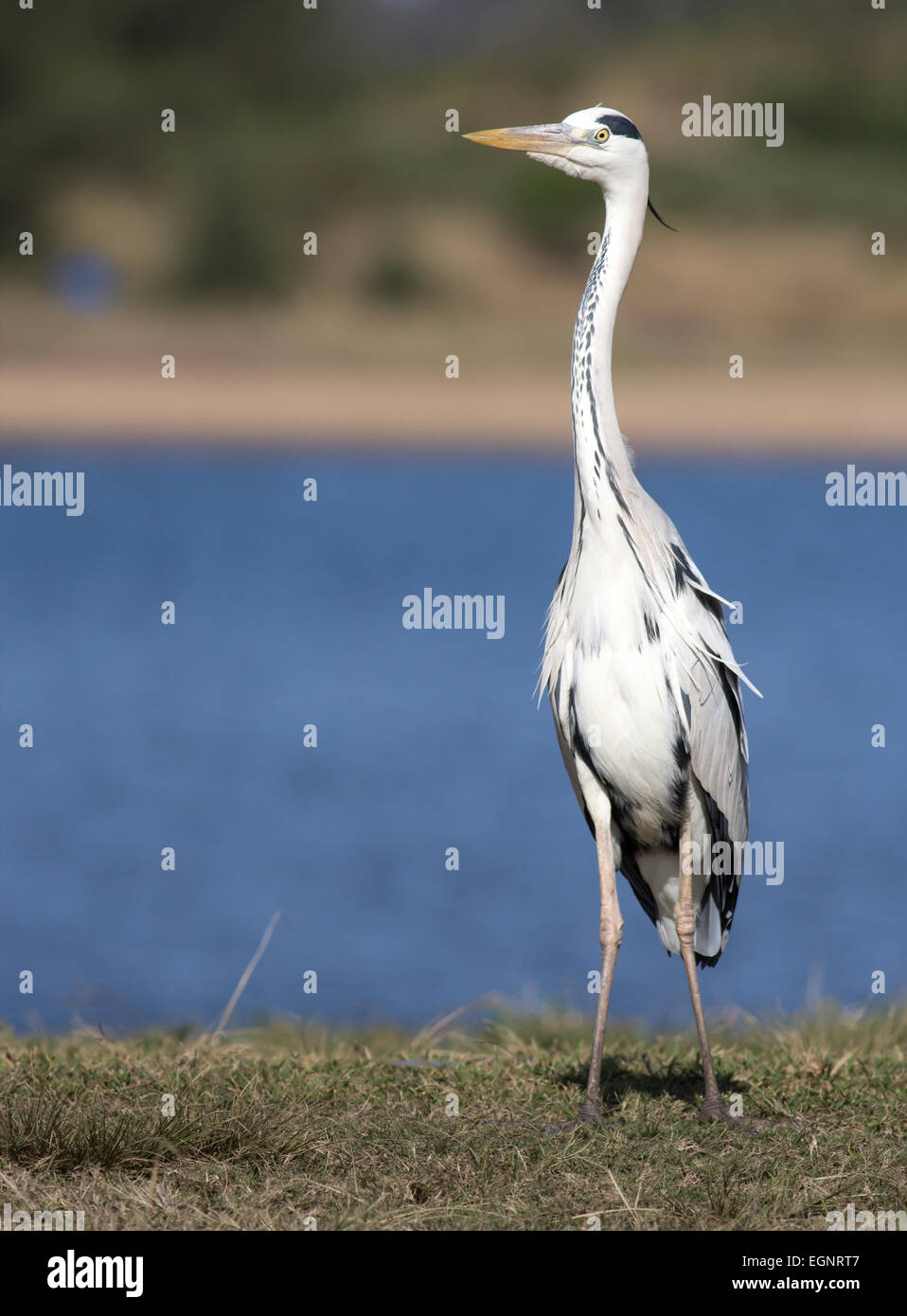Grey Heron lookout Stock Photo - Alamy