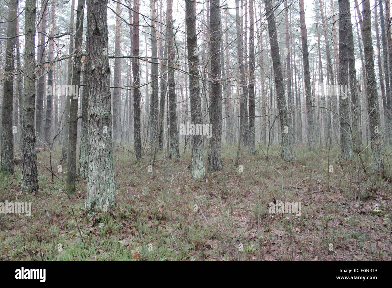 gray spring day in pine forest on deep lonely swamp Stock Photo - Alamy