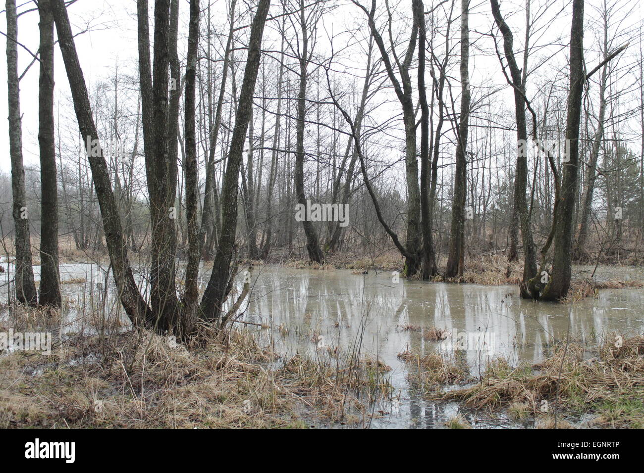 gray with dense water swamp with high grow trees in Stock Photo - Alamy