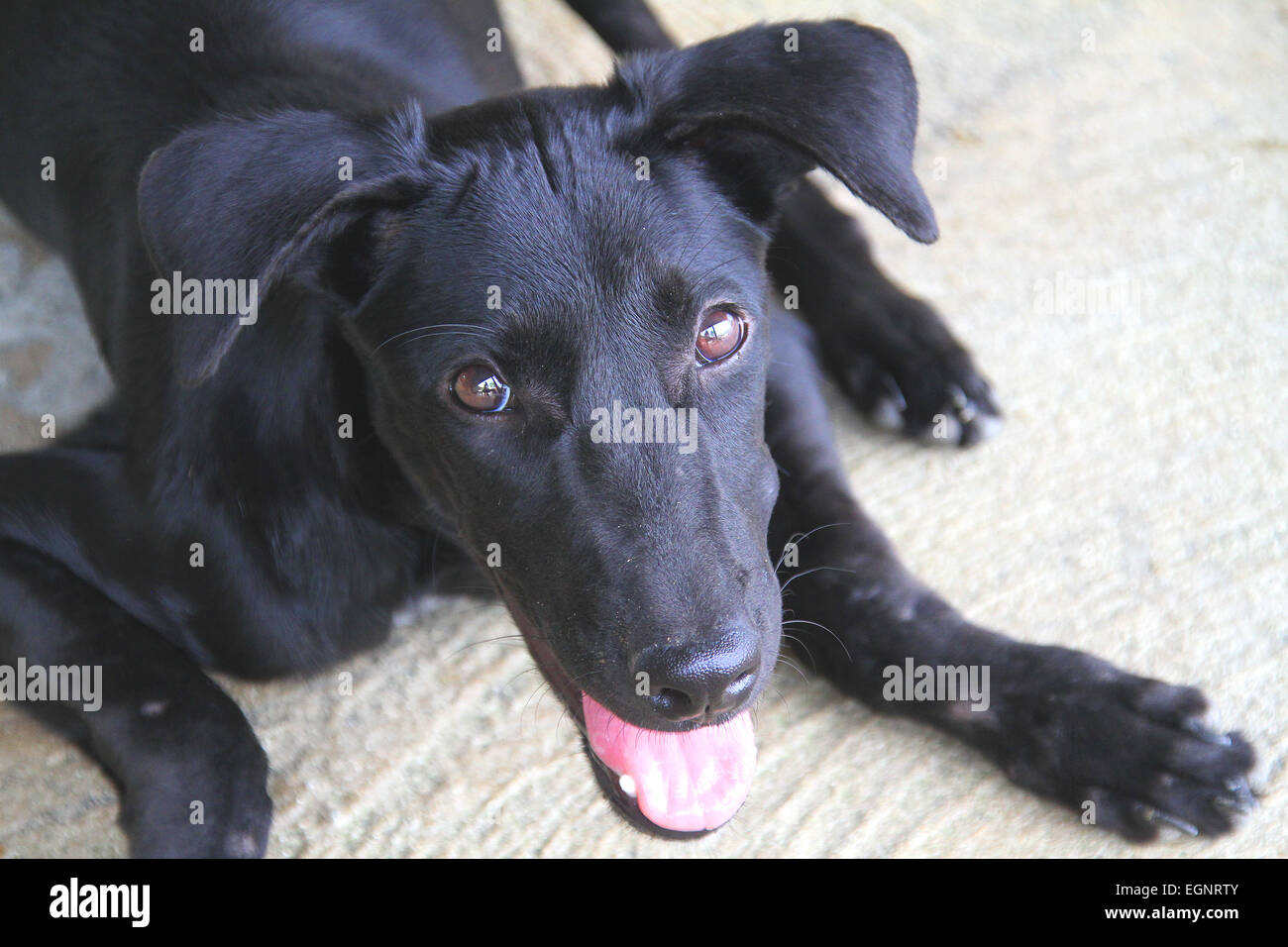Black smiling dog Stock Photo - Alamy