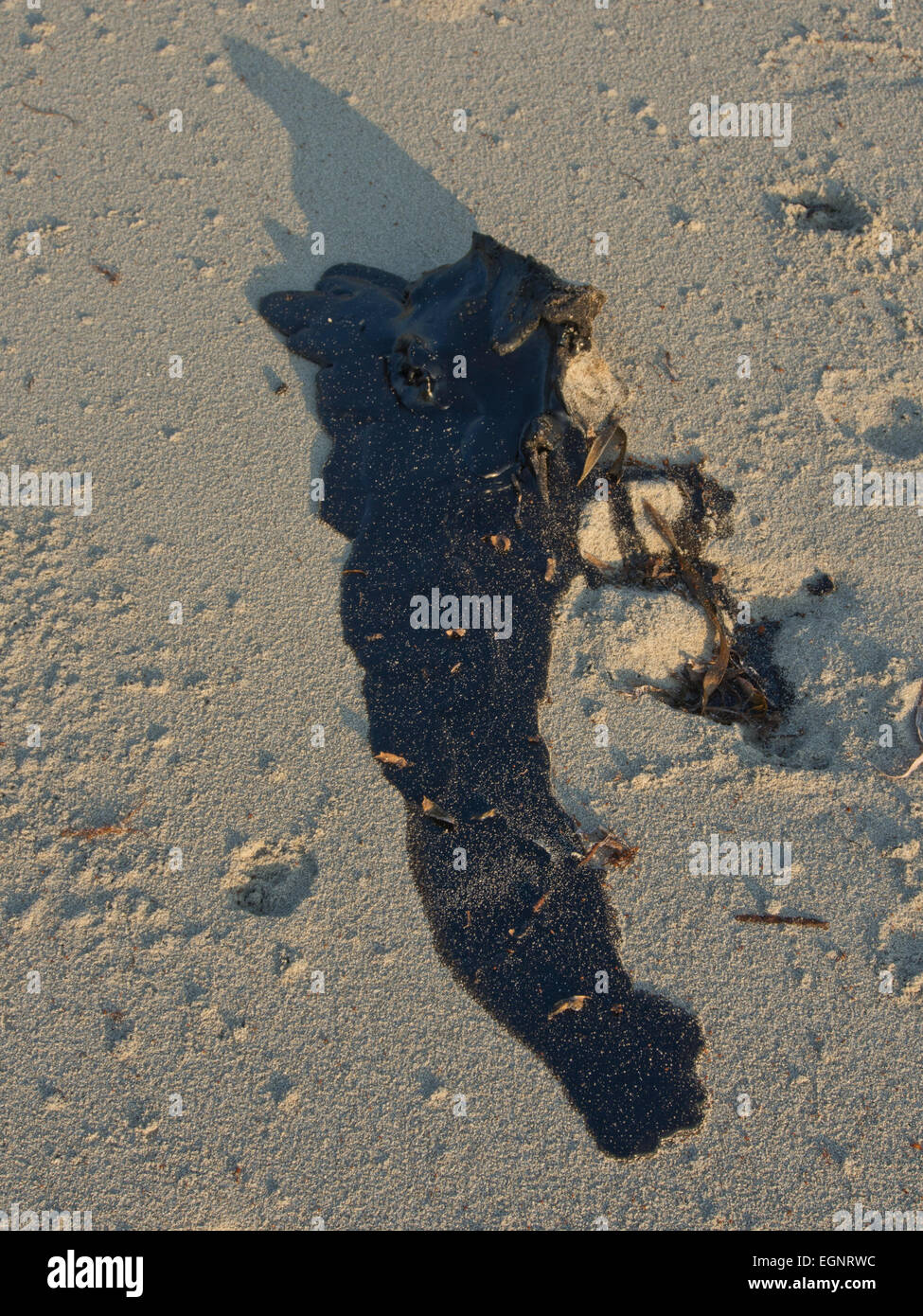 Tar pollution on beach due to oil spillages from shipping in Bintan ...