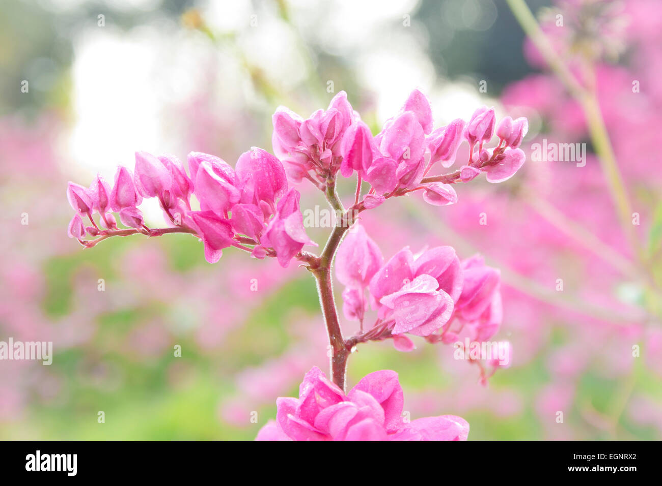 Love creeper flower hi-res stock photography and images - Alamy