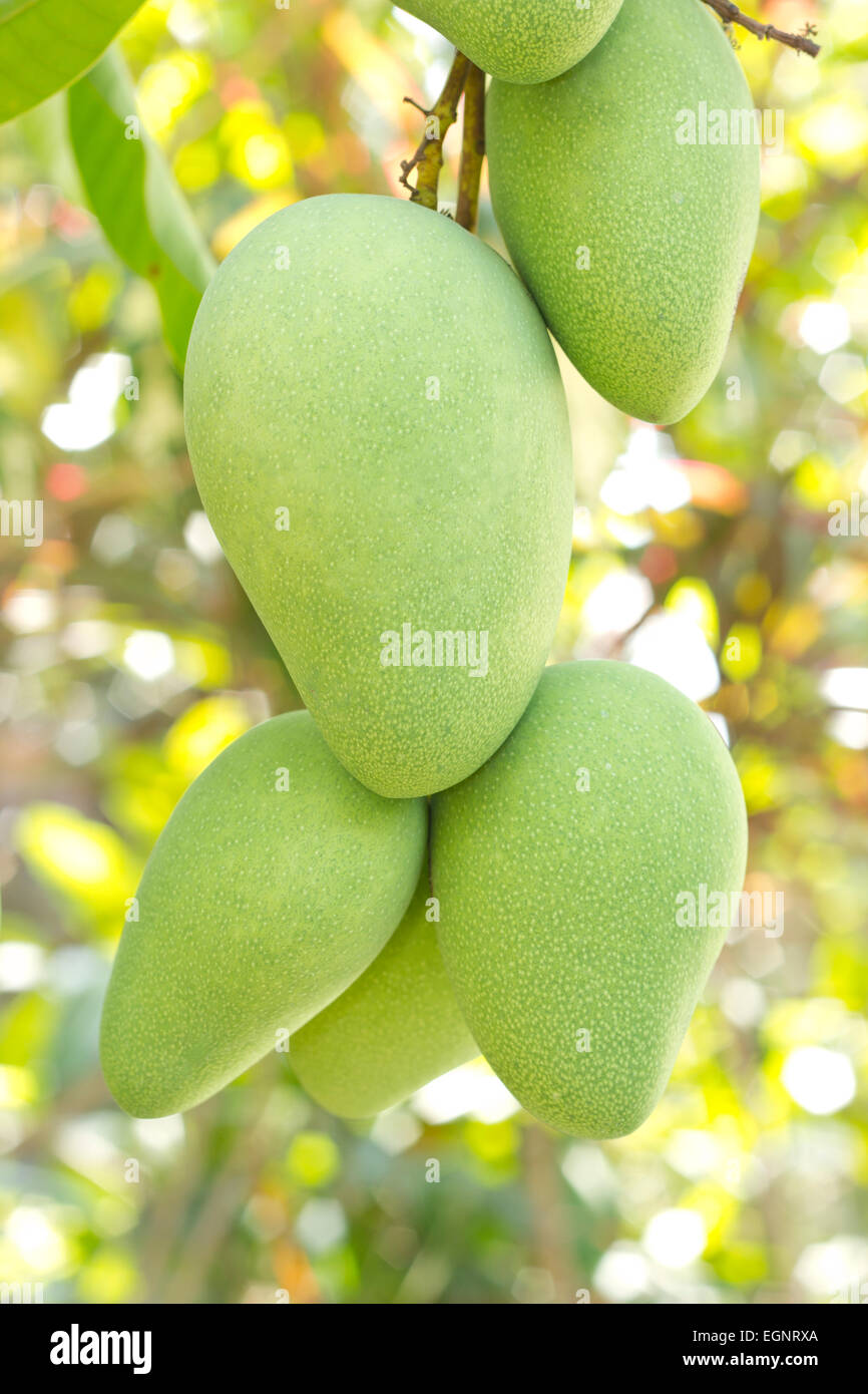 Closeup of mango on tree Stock Photo - Alamy