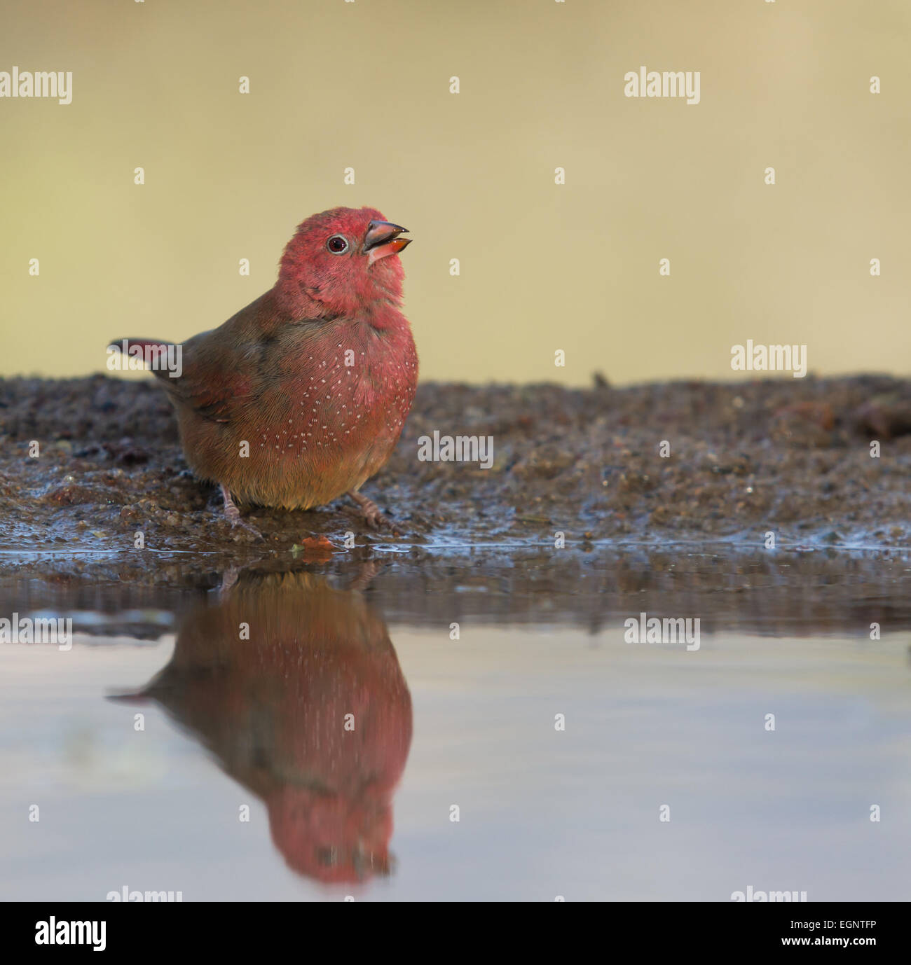 Red bill firefinch hi-res stock photography and images - Alamy
