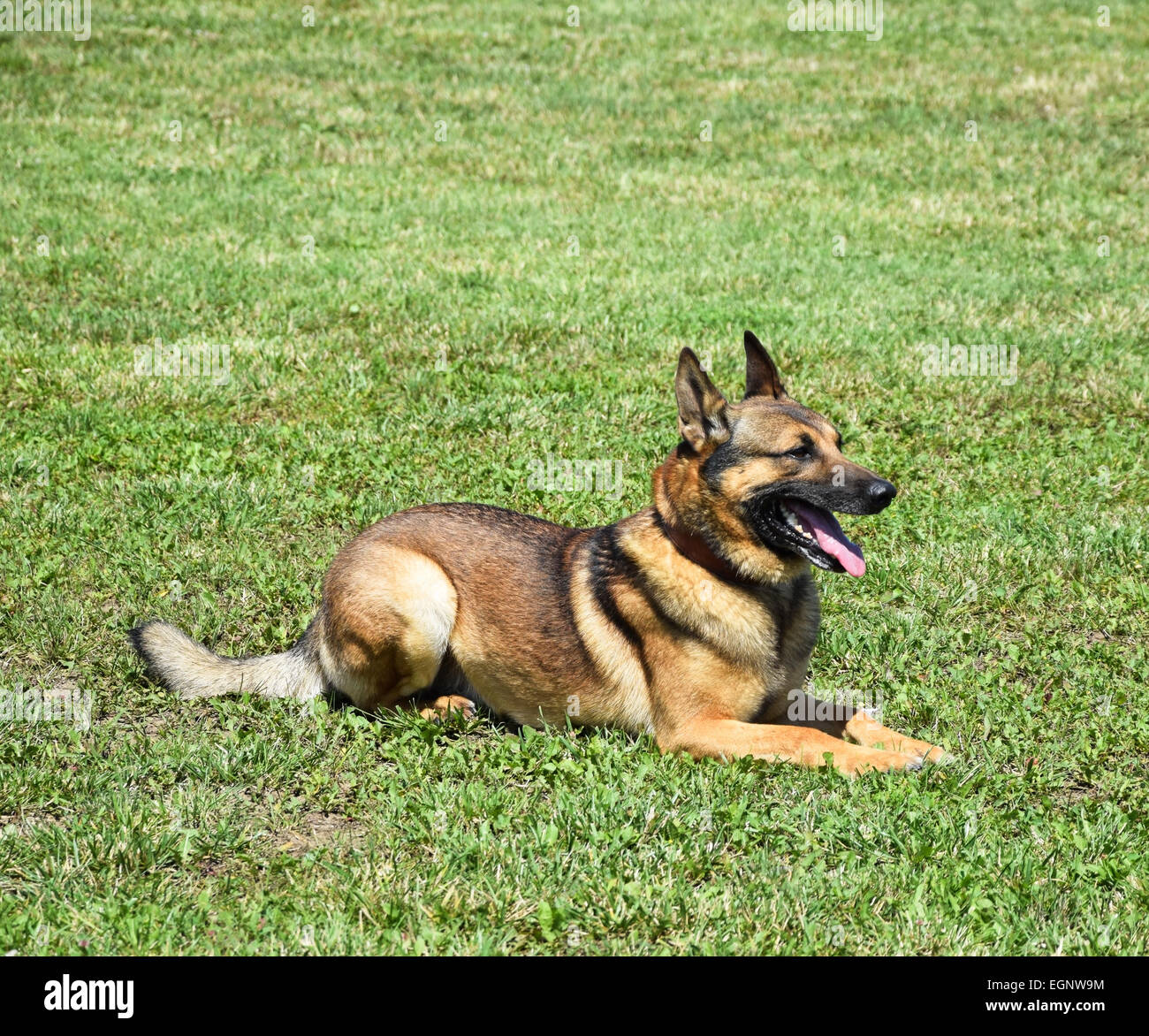 Germen hi-res stock photography and images - Alamy