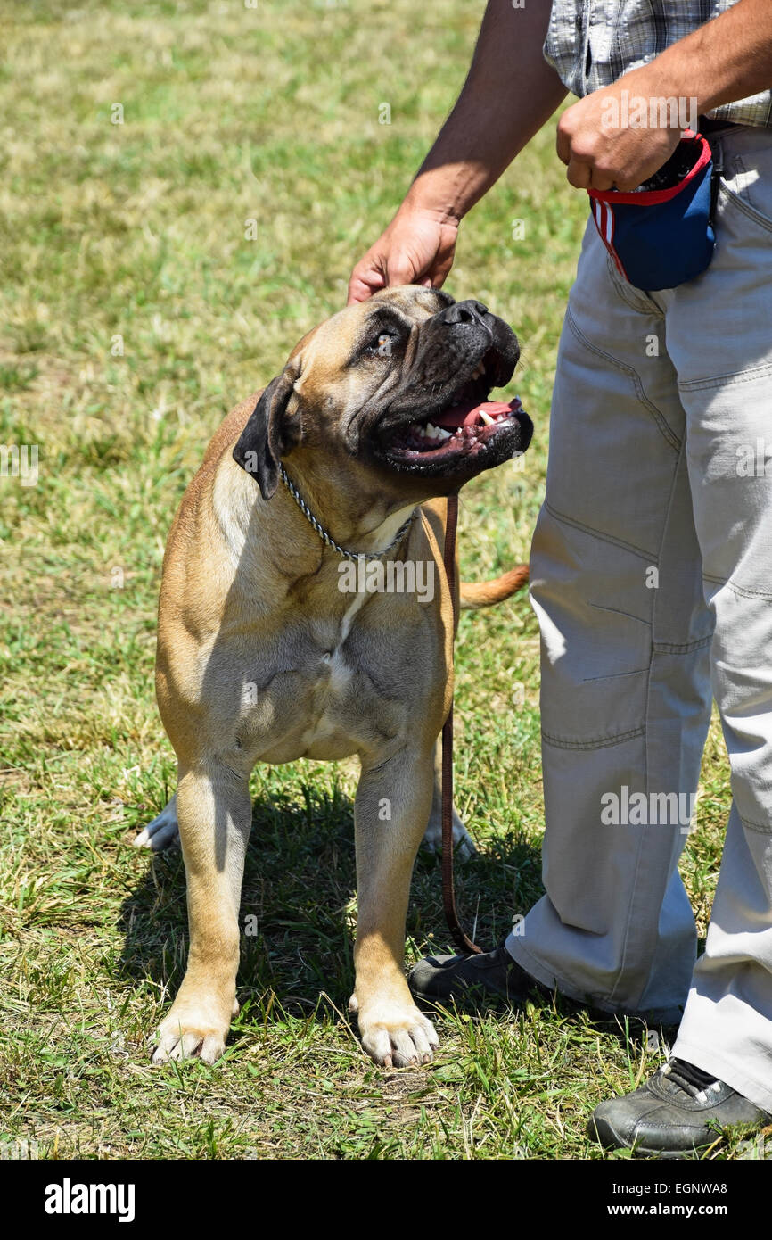 Mastiff female hi-res stock photography and images - Alamy