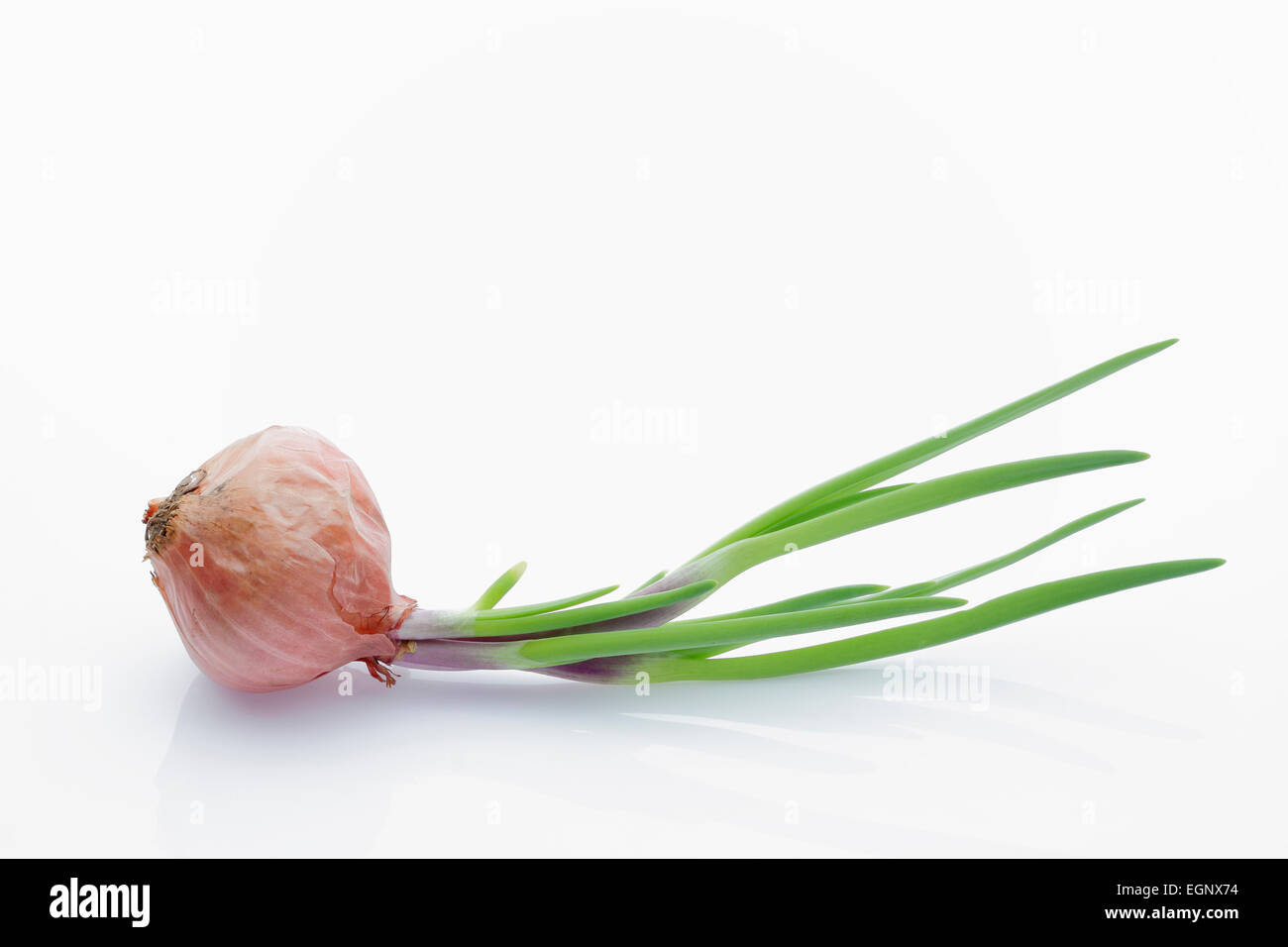 sprouting small red shallot on white background Stock Photo - Alamy