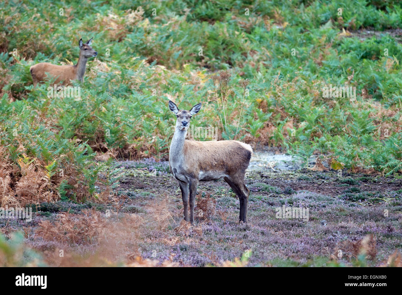 Female hind hi-res stock photography and images - Alamy