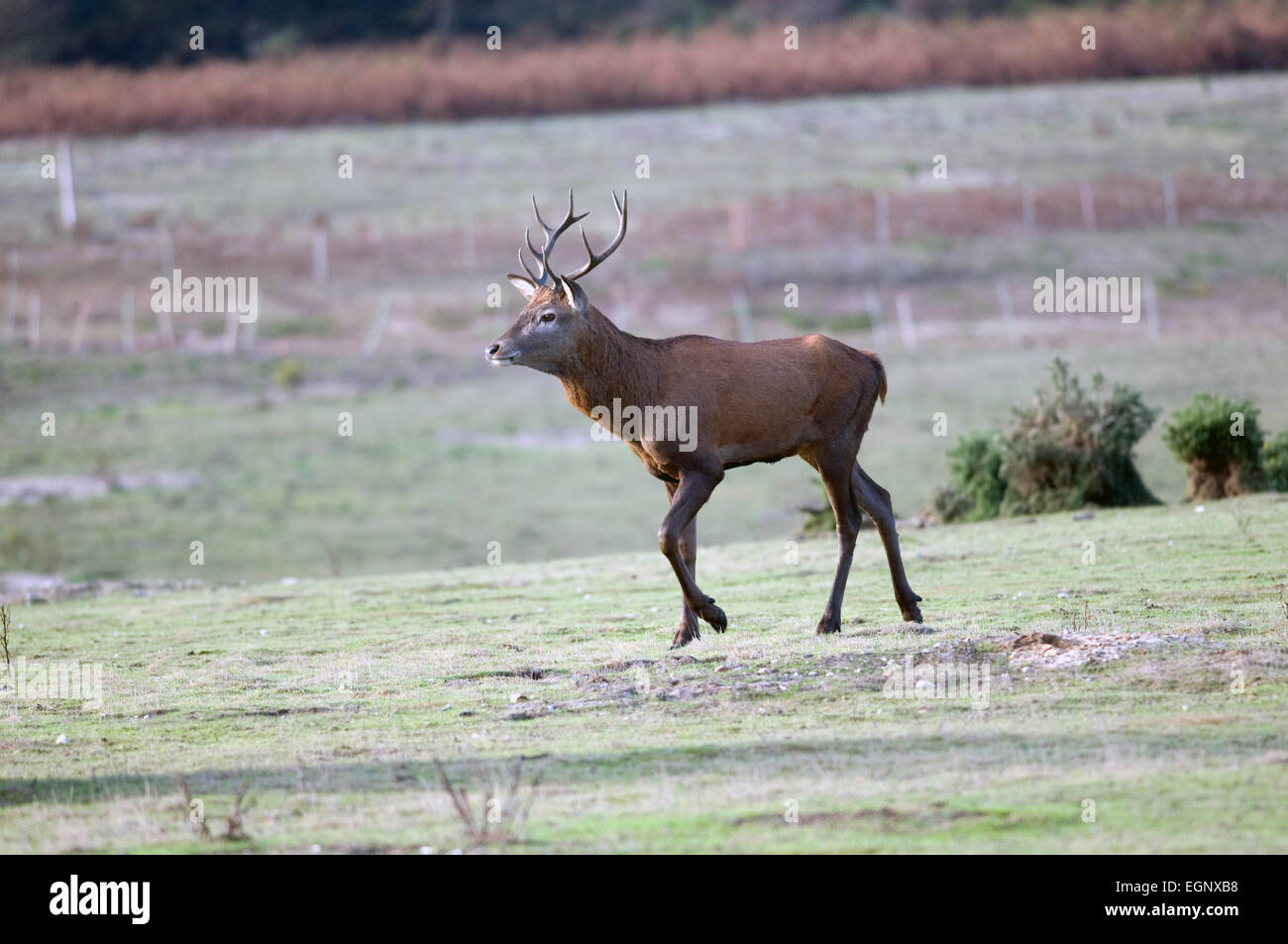 Young stag on pasture Stock Photo - Alamy