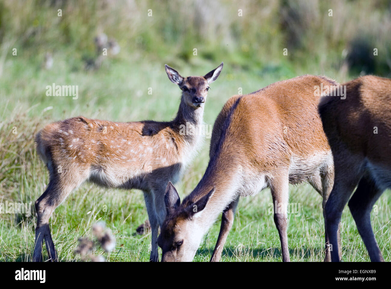 Calf heath hi-res stock photography and images - Alamy
