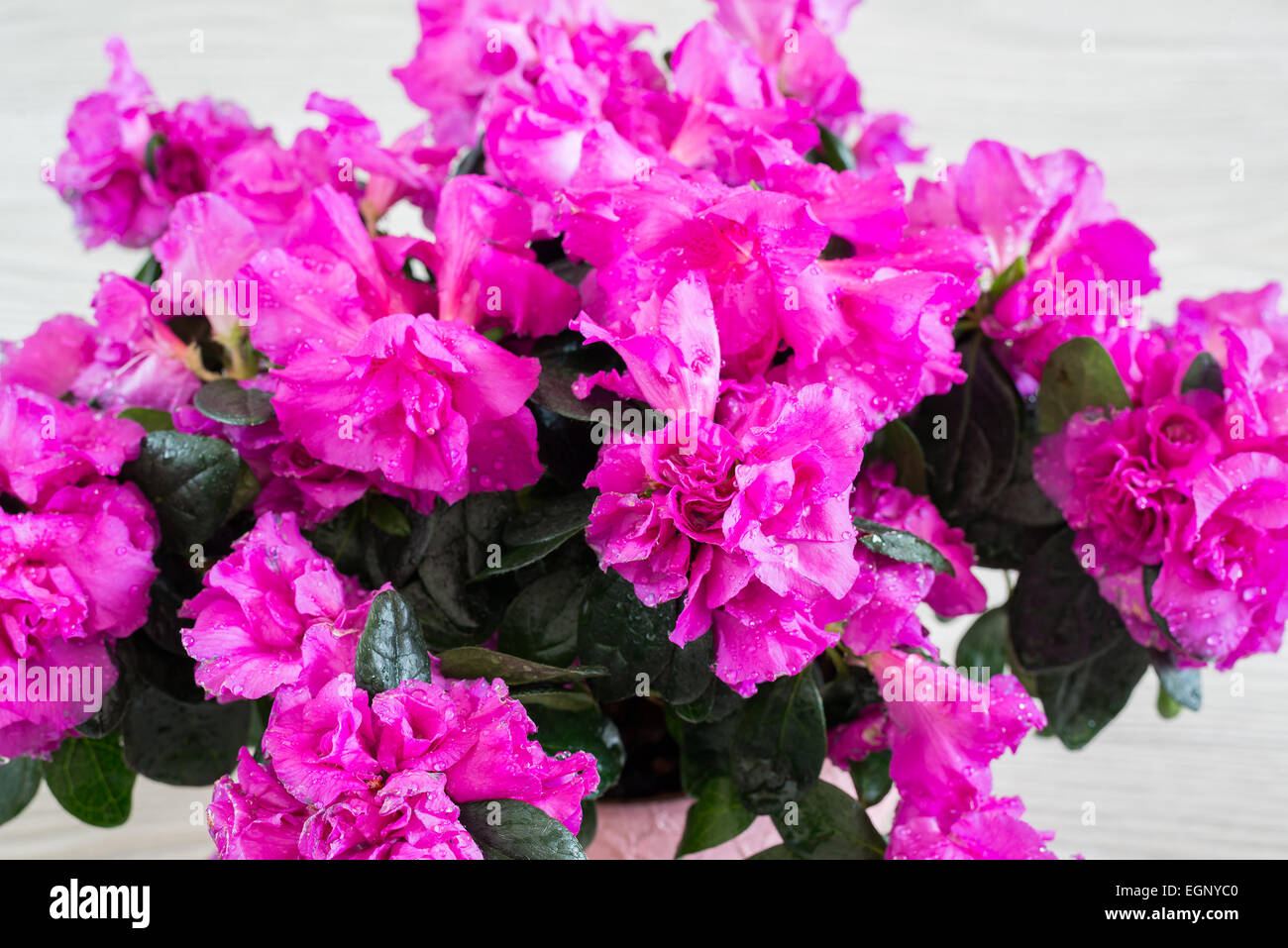 Azalea pot plant hi-res stock photography and images - Alamy