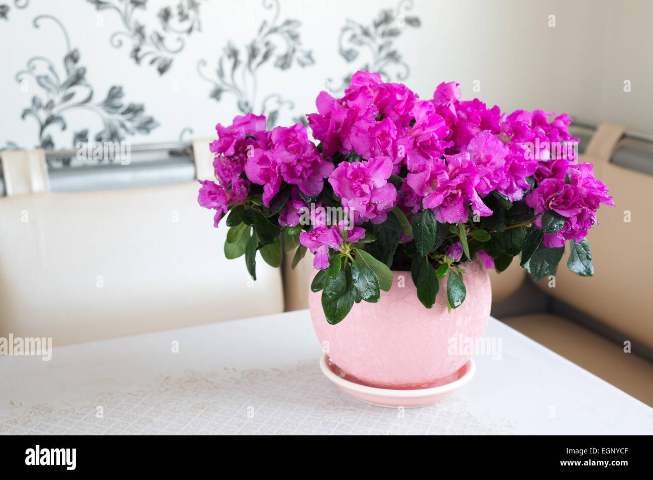 Azalea pot plant hi-res stock photography and images - Alamy