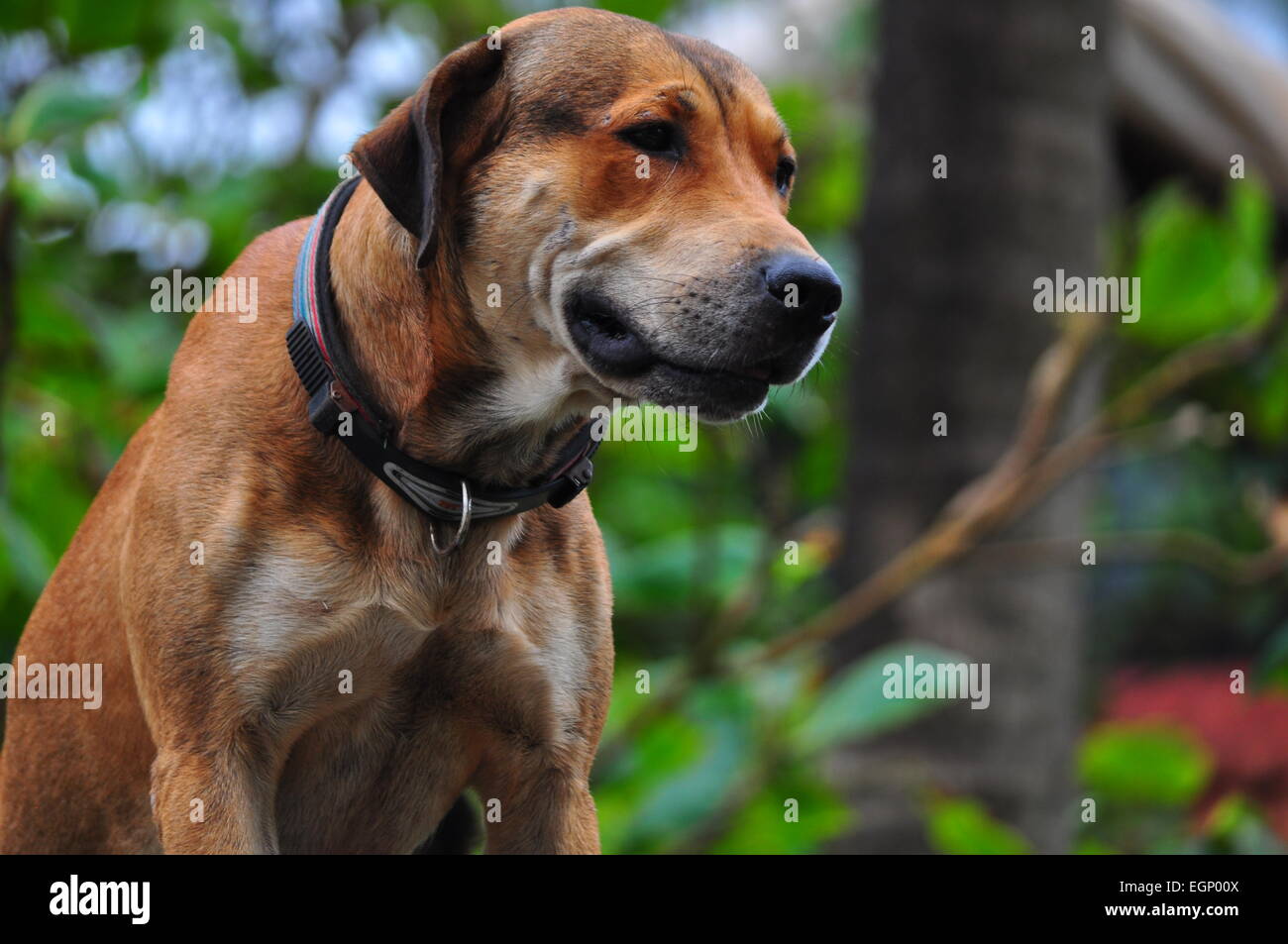 Pet dog in Goa near Curlies Shack (Anjuna Beach Stock Photo - Alamy