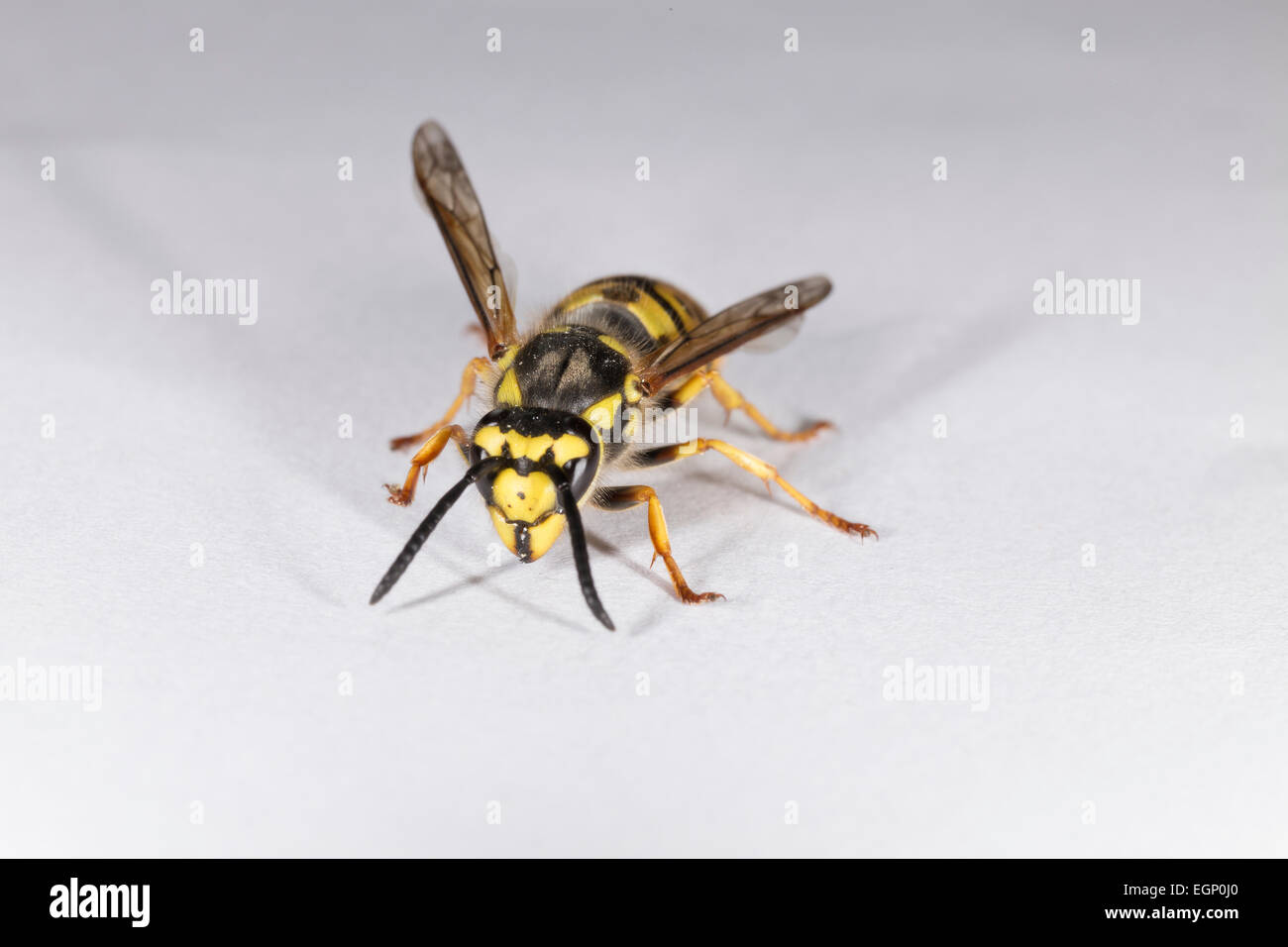 Closeup of a Wasp on White Background Stock Photo - Alamy