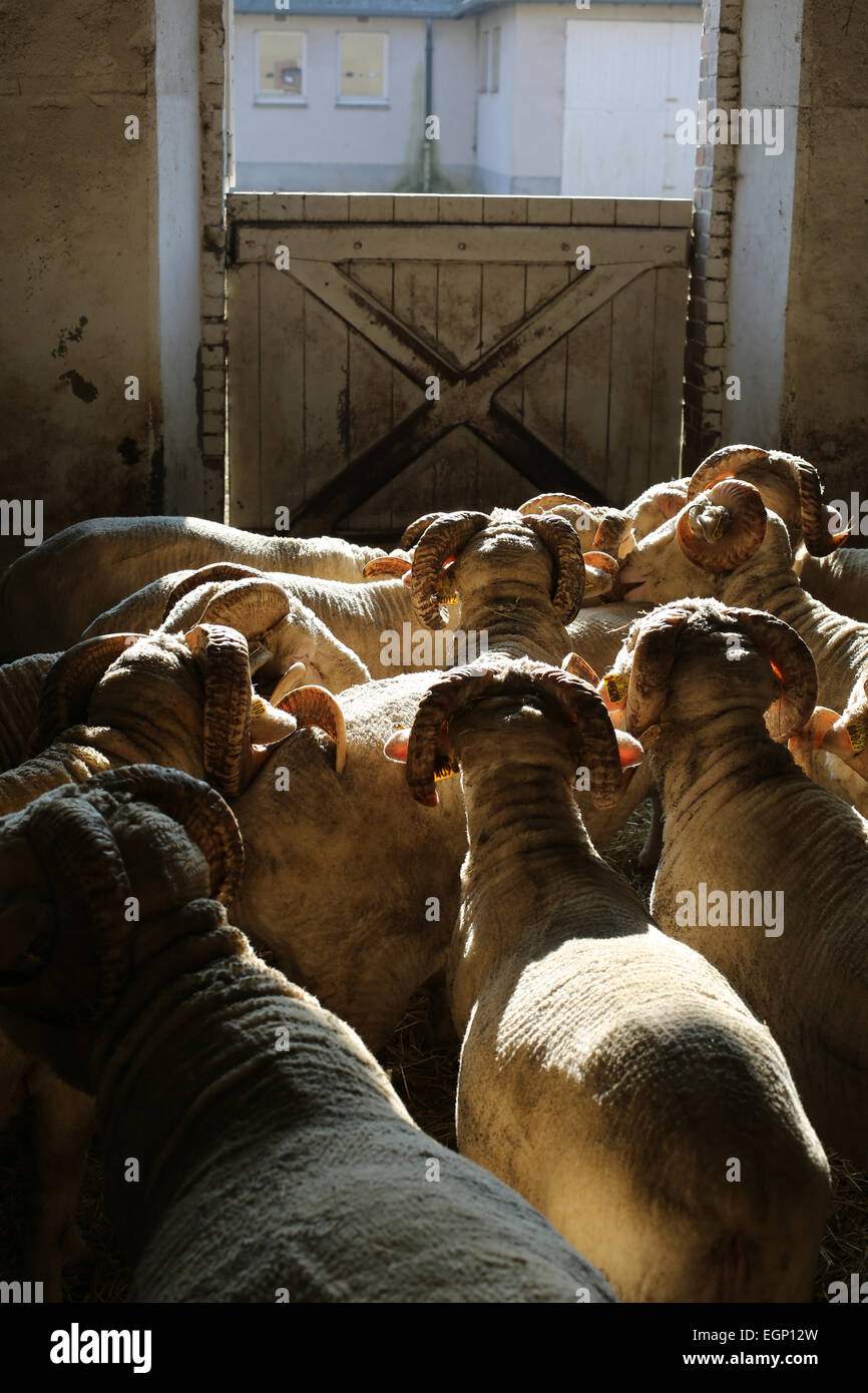 Rambouillet Sheep High Resolution Stock Photography and Images - Alamy