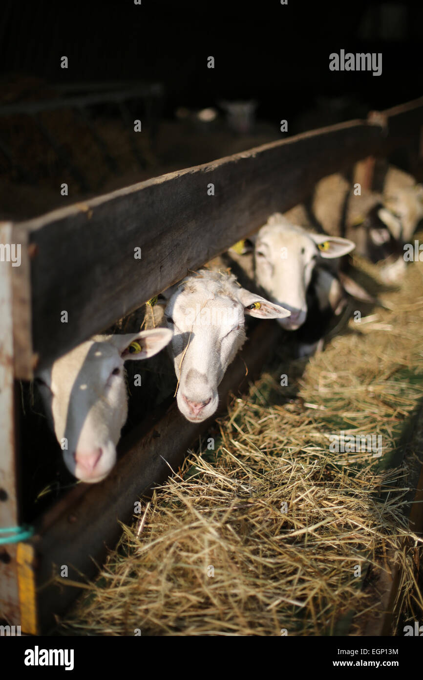 Rambouillet Sheep High Resolution Stock Photography and Images - Alamy
