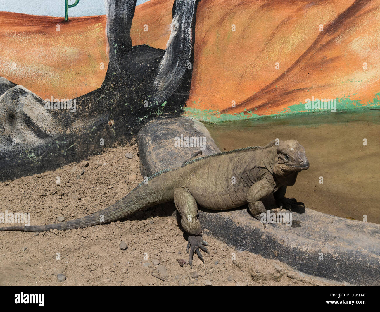 Rhinoceros iguana (Cyclura cornuta) rare threatened species of lizard ...